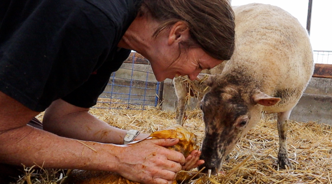 Sheepishly Me, Sandi Brock