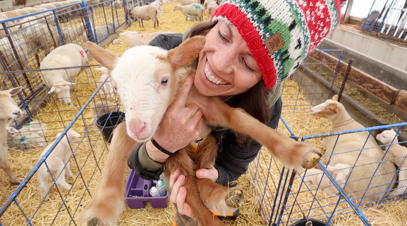 Sheepishly Me - Sandi Brock