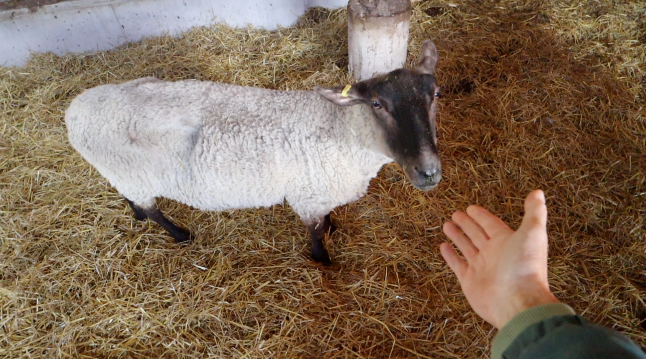 Sheepishly Me – Opening Soon