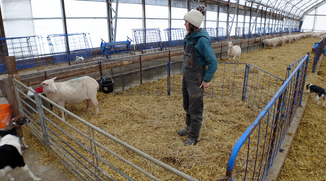 Sheepishly Me – Opening Soon