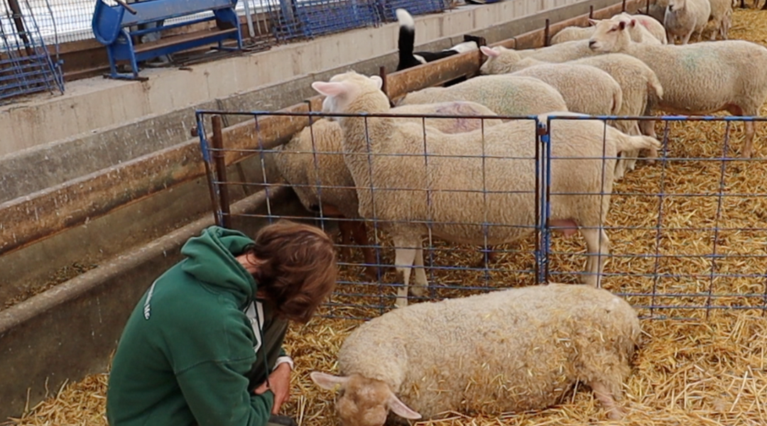 Sheepishly Me - Sandi Brock