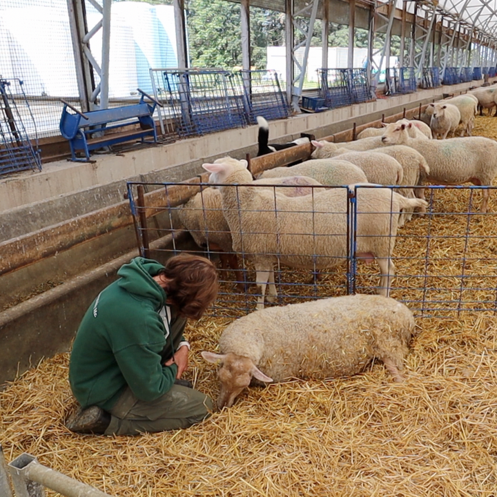 Sheepishly Me – Opening Soon